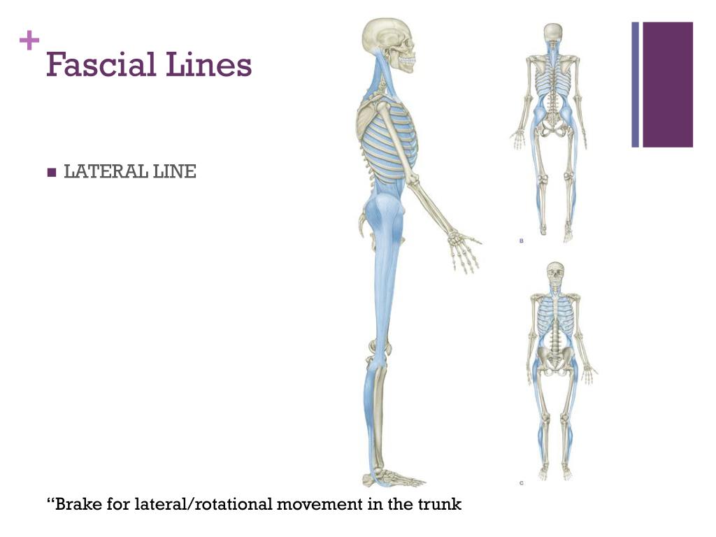 PPT - Beyond Pigeon Pose:Yoga for the Hip-Flexed Athlete PowerPoint ...