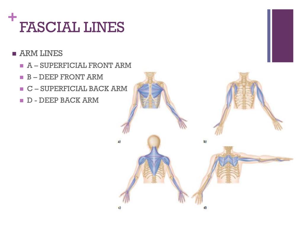PPT - Beyond Pigeon Pose:Yoga for the Hip-Flexed Athlete PowerPoint ...