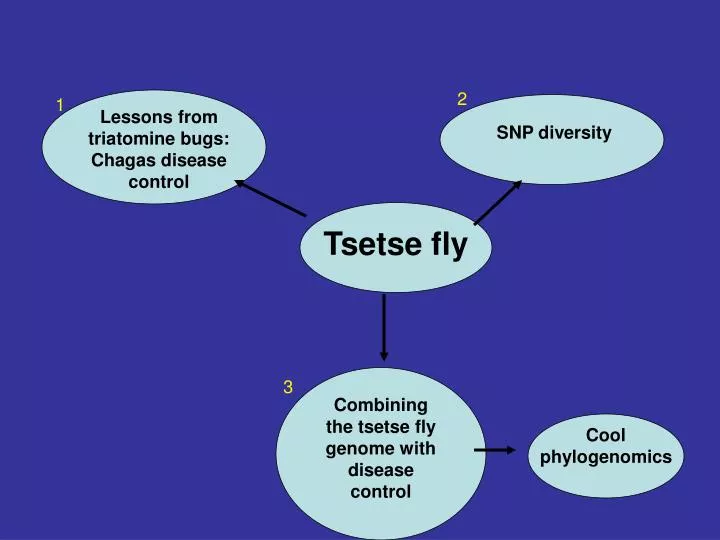 PPT - Tsetse fly PowerPoint Presentation, free download - ID:6338788