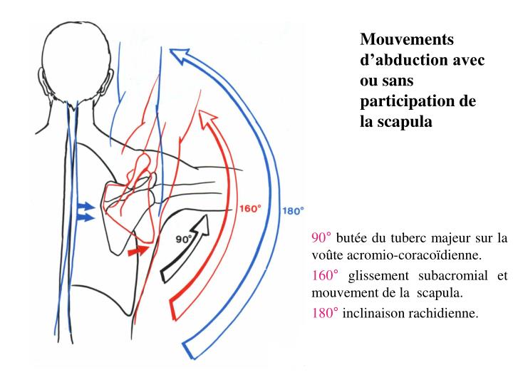 PPT - ANATOMIE FONCTIONNELLE ET BIOMÉCANIQUE DE L’EPAULE PowerPoint ...