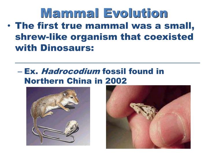 PPT - Mammalia PowerPoint Presentation - ID:6339177