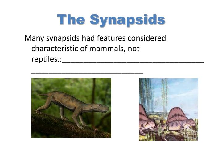 PPT - Mammalia PowerPoint Presentation - ID:6339177