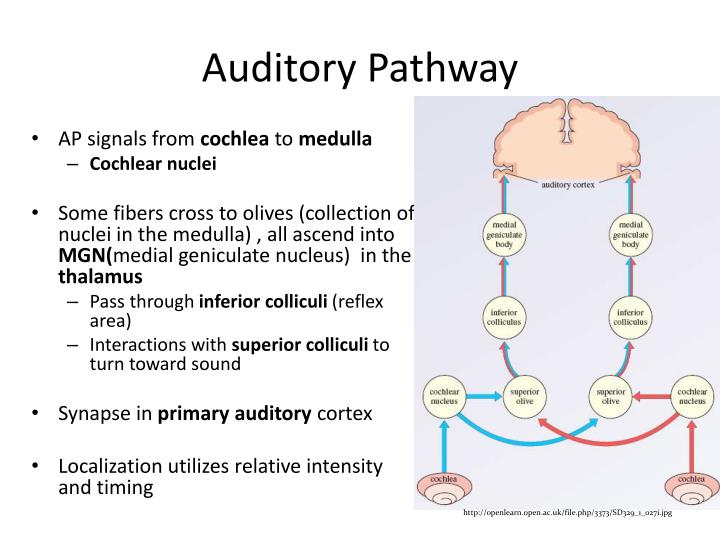 PPT - Special Senses PowerPoint Presentation - ID:6339678