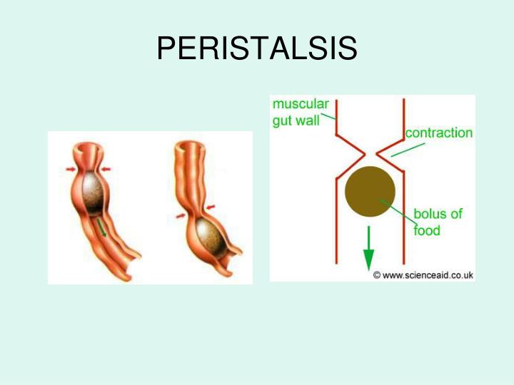 PPT - Chapter 5 Care of the Patient with a Gastrointestinal Disorder ...