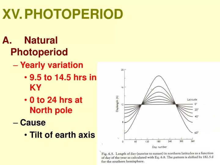 PPT - XV. PHOTOPERIOD PowerPoint Presentation, free download - ID:6341109