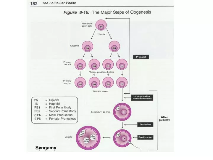 PPT - Syngamy PowerPoint Presentation, free download - ID:6341828