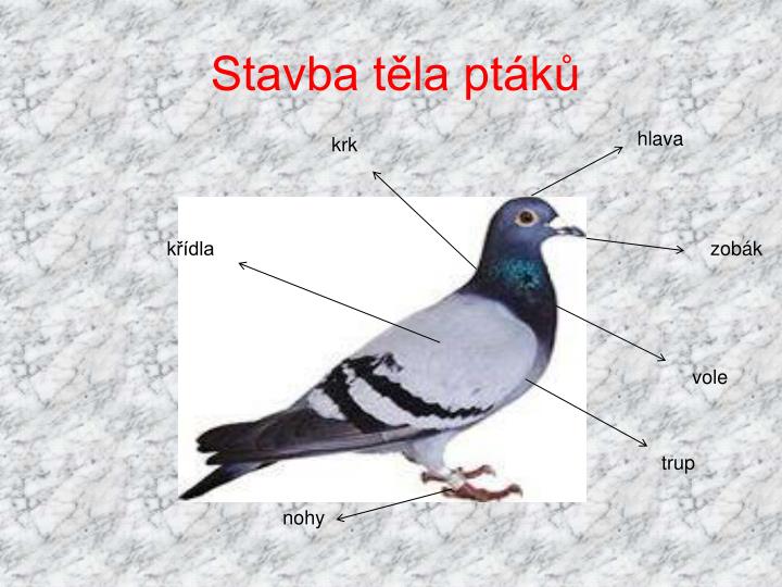 PPT - Předmět : Člověk a jeho svět Ročník : 3. Téma : Obratlovci Autor ...