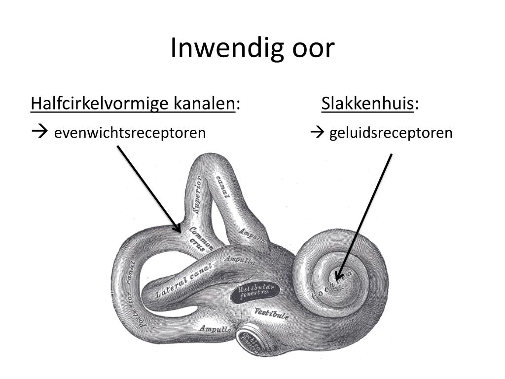 PPT - Bouw en werking van het oor PowerPoint Presentation, free ...