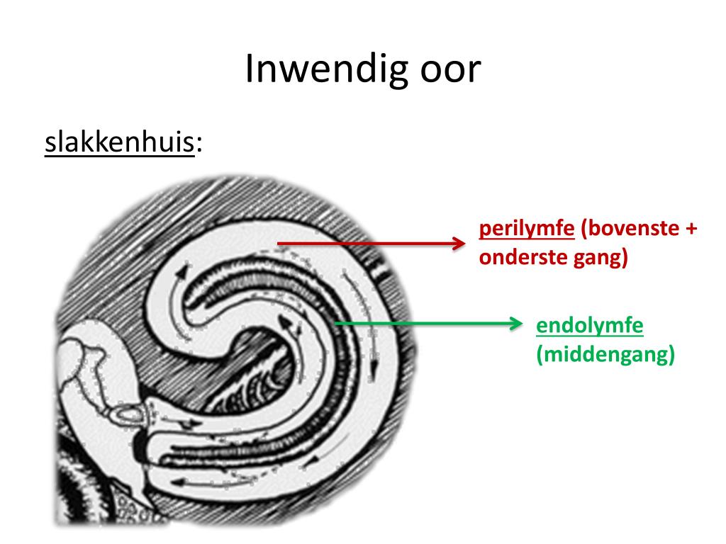 PPT - Bouw en werking van het oor PowerPoint Presentation, free ...