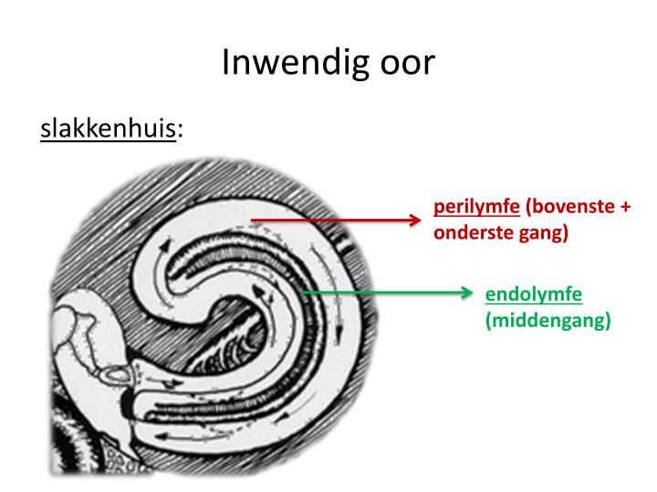 PPT - Bouw en werking van het oor PowerPoint Presentation - ID:6344905
