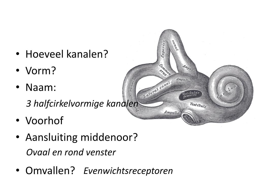 PPT - Bouw en werking van het oor PowerPoint Presentation, free ...