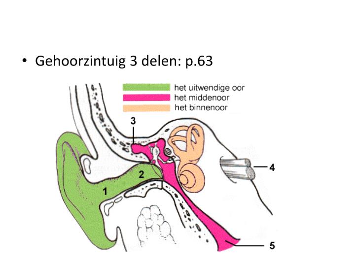 PPT - Bouw en werking van het oor PowerPoint Presentation - ID:6344905