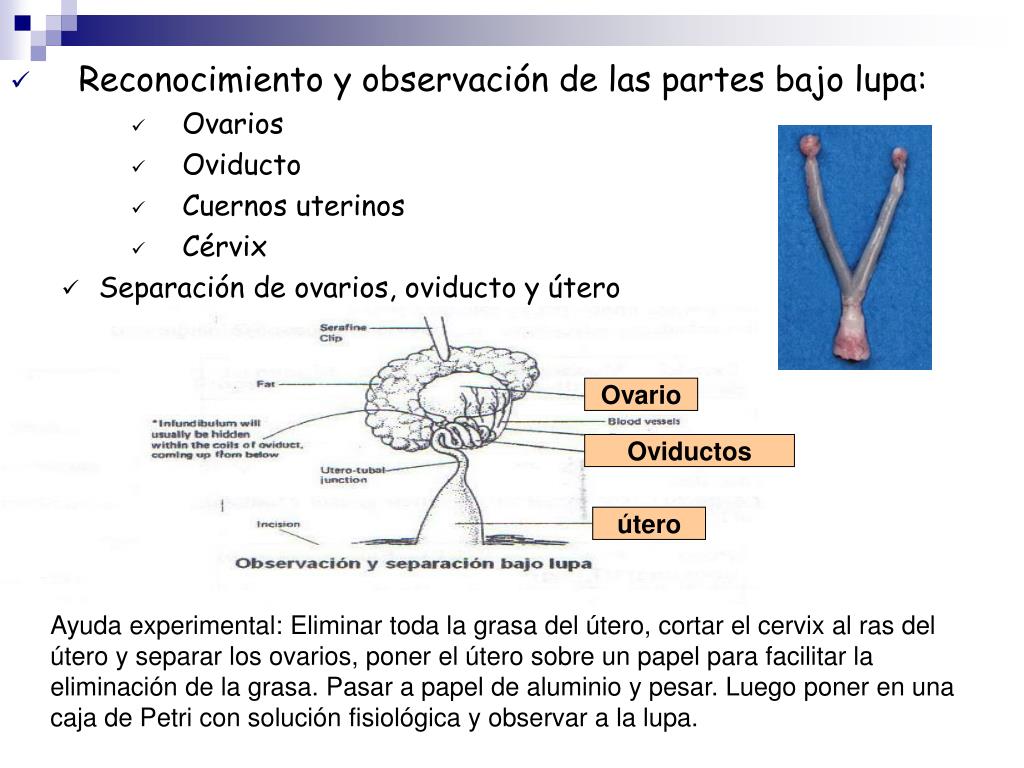 PPT - Trabajo Práctico Sistema Reproductor en Mamíferos PowerPoint ...