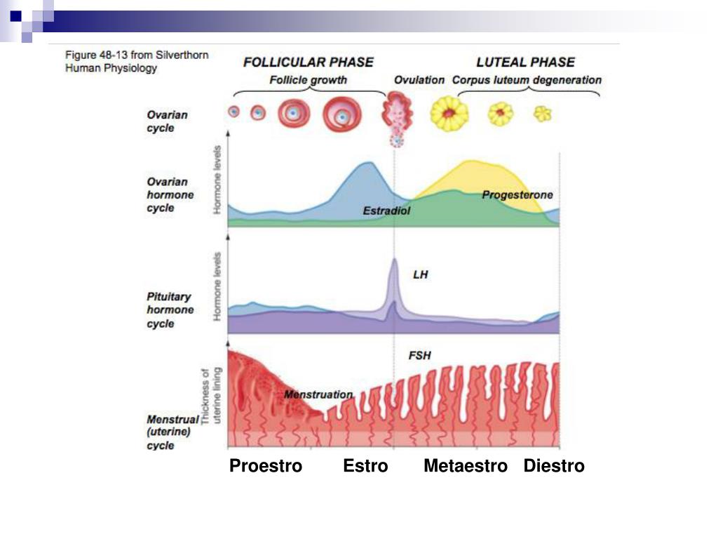 PPT - Trabajo Práctico Sistema Reproductor en Mamíferos PowerPoint ...