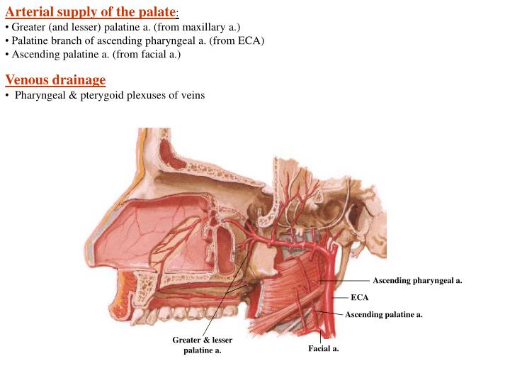PPT - ORAL CAVITY PowerPoint Presentation - ID:6347226