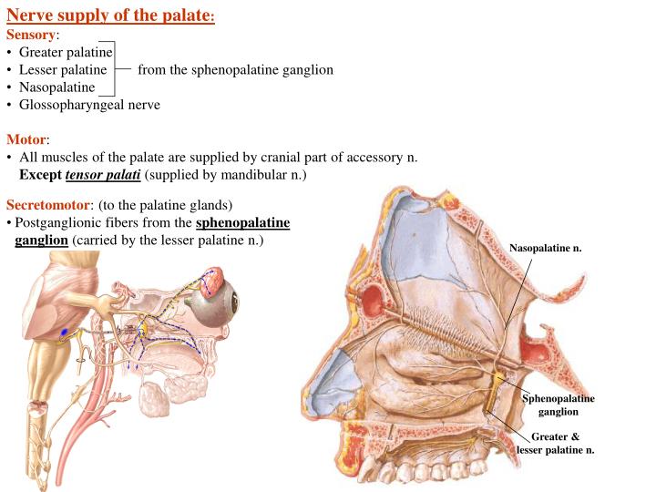 PPT - ORAL CAVITY PowerPoint Presentation - ID:6347226