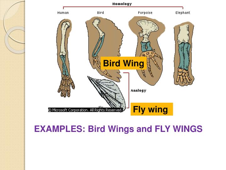 PPT - EVOLUTION PowerPoint Presentation - ID:6348262
