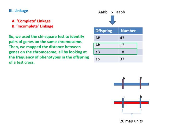 PPT - III. Linkage A. ‘Complete’ Linkage B. ‘Incomplete’ Linkage ...