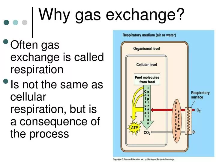 PPT - Why gas exchange? PowerPoint Presentation, free download - ID:6349676