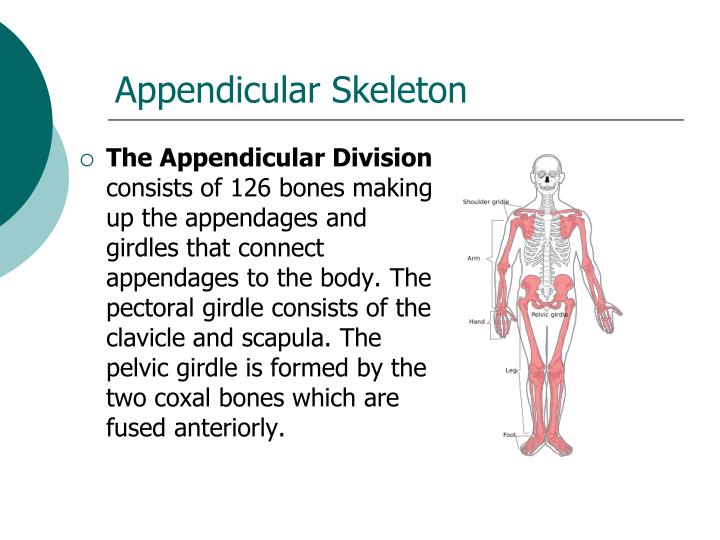 PPT - Distal epiphysis PowerPoint Presentation - ID:6350252
