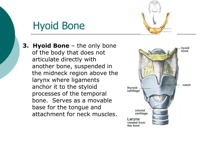 PPT - Distal epiphysis PowerPoint Presentation - ID:6350252