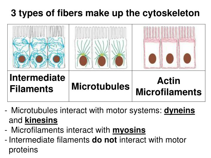 PPT - INTRODUCTION Unit 8 - Cytoskeleton PowerPoint Presentation - ID ...
