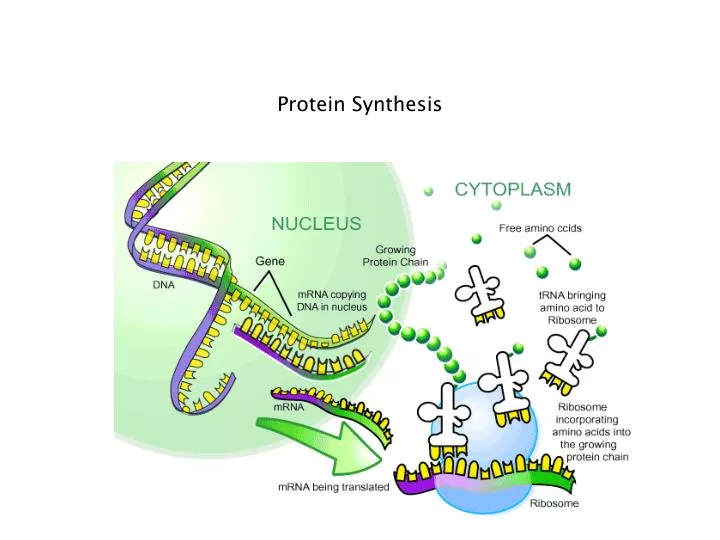PPT - Protein Synthesis PowerPoint Presentation, free download - ID:6351527