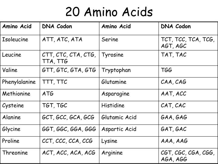 PPT - DNA PowerPoint Presentation - ID:6351757
