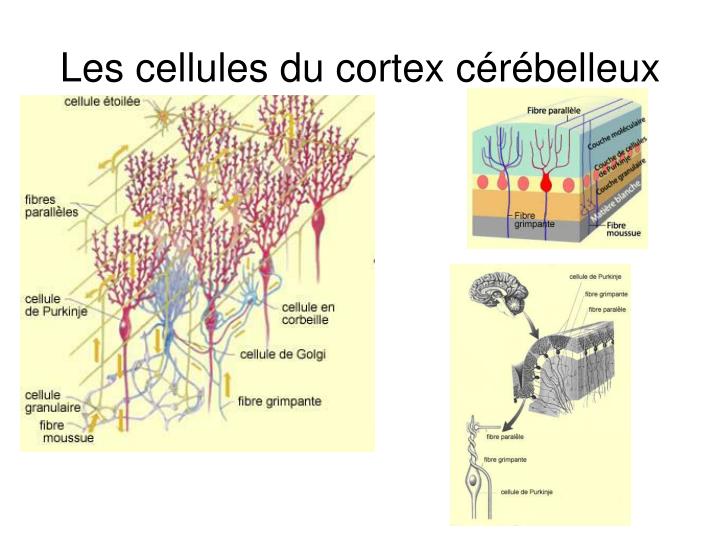 PPT - Le cervelet PowerPoint Presentation - ID:6351829