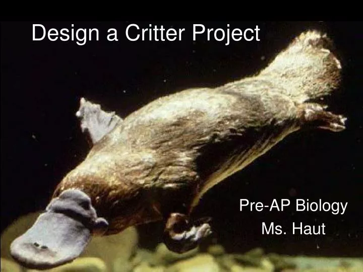 PPT - Design a Critter Project PowerPoint Presentation, free download ...