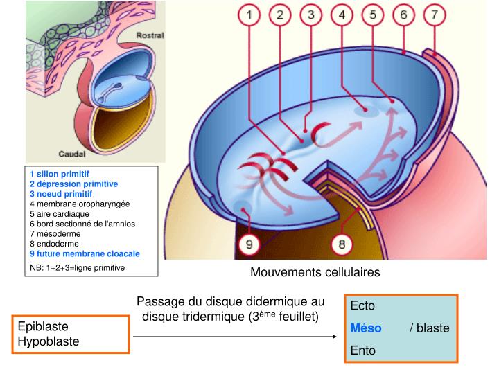 PPT - Zygote (au stade de 2 pronuclei) PowerPoint Presentation - ID:6352545