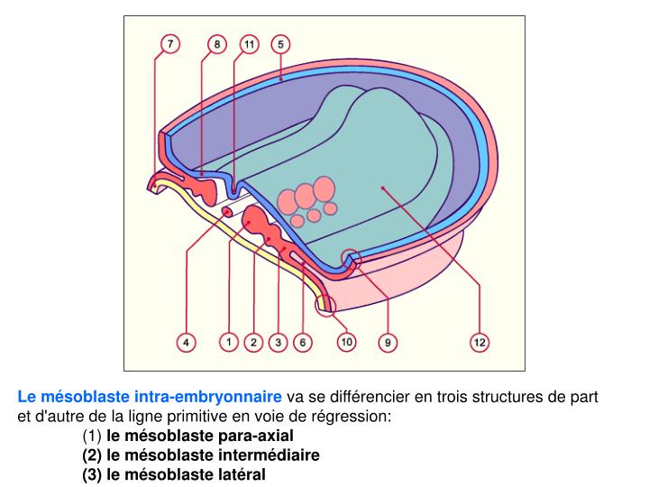 PPT - Zygote (au stade de 2 pronuclei) PowerPoint Presentation - ID:6352545