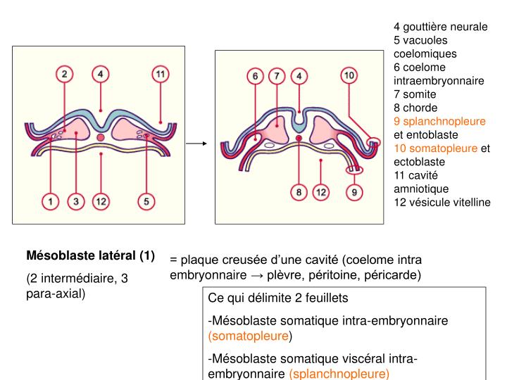 PPT - Zygote (au stade de 2 pronuclei) PowerPoint Presentation - ID:6352545