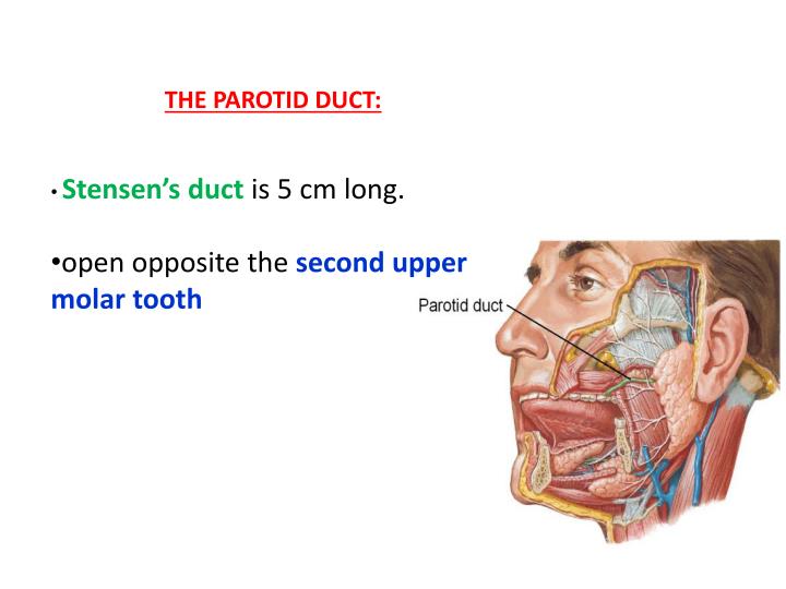 PPT - SALIVARY GLAND DISORDERS PowerPoint Presentation - ID:6352793