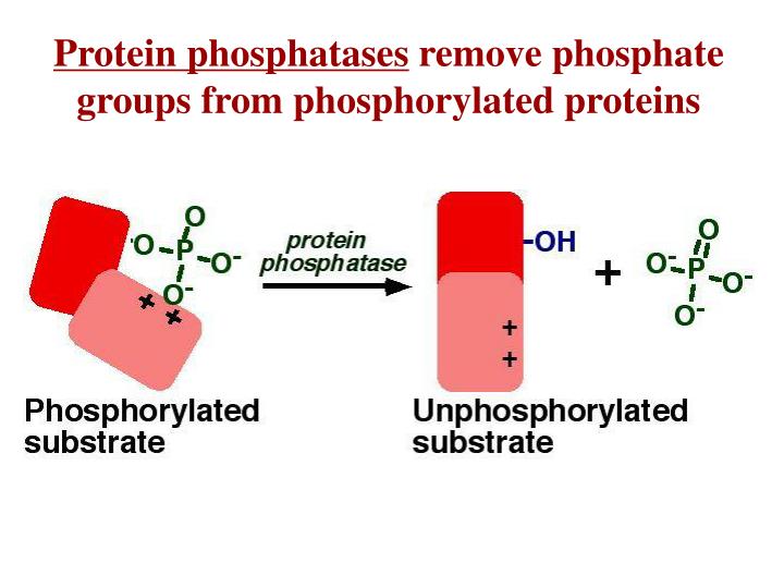 PPT - Lecture 8 Enzyme PowerPoint Presentation - ID:6356615
