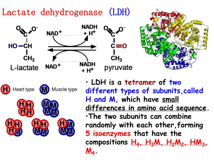 PPT - Lecture 8 Enzyme PowerPoint Presentation - ID:6356615