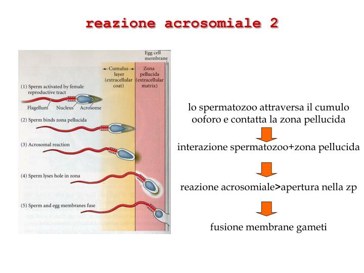 PPT - r iproduzione asessuale PowerPoint Presentation - ID:6356947