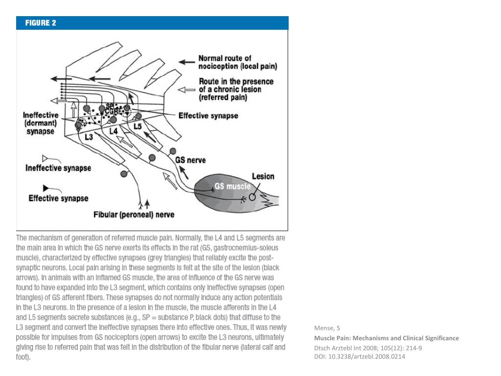 PPT - Mense , S Muscle Pain: Mechanisms and Clinical Significance ...