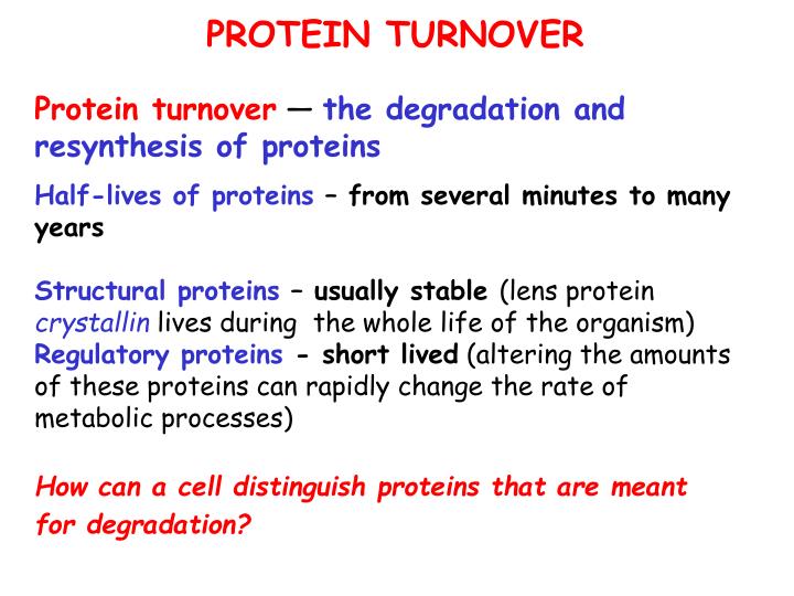 PPT - PROTEIN METABOLISM: PROTEIN TURNOVER; GENERAL WAYS OF AMINO ACIDS ...