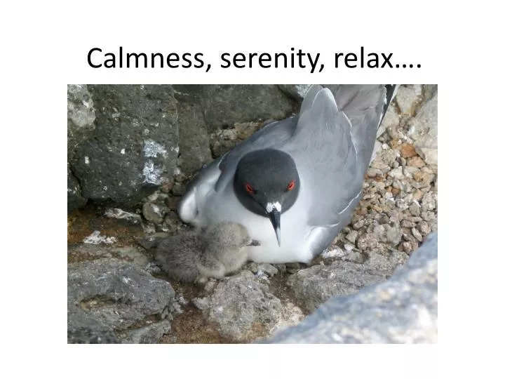 PPT - Calmness, serenity, relax…. PowerPoint Presentation, free ...