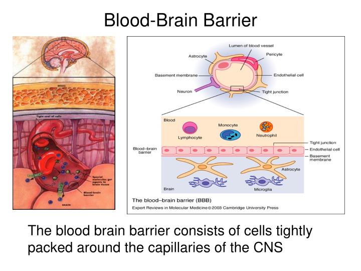 PPT - Brain Anatomy Neurotransmission & Brain Neurotransmitters ...