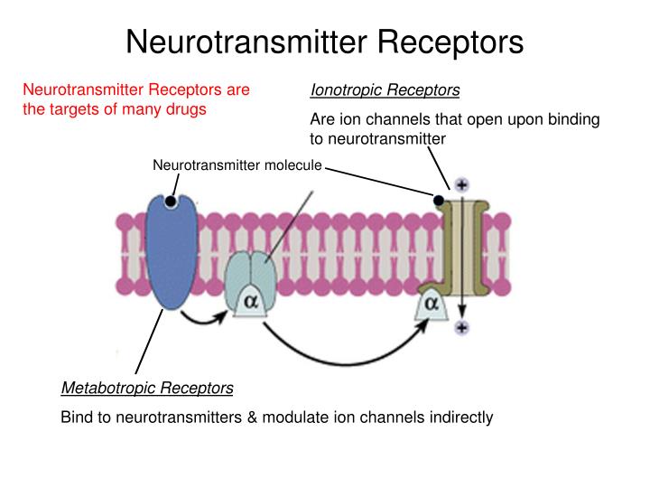 PPT - Brain Anatomy Neurotransmission & Brain Neurotransmitters ...