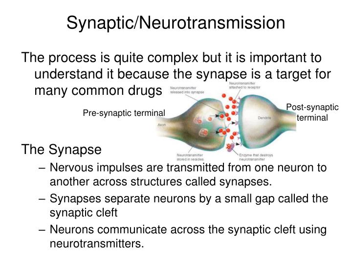 PPT - Brain Anatomy Neurotransmission & Brain Neurotransmitters ...