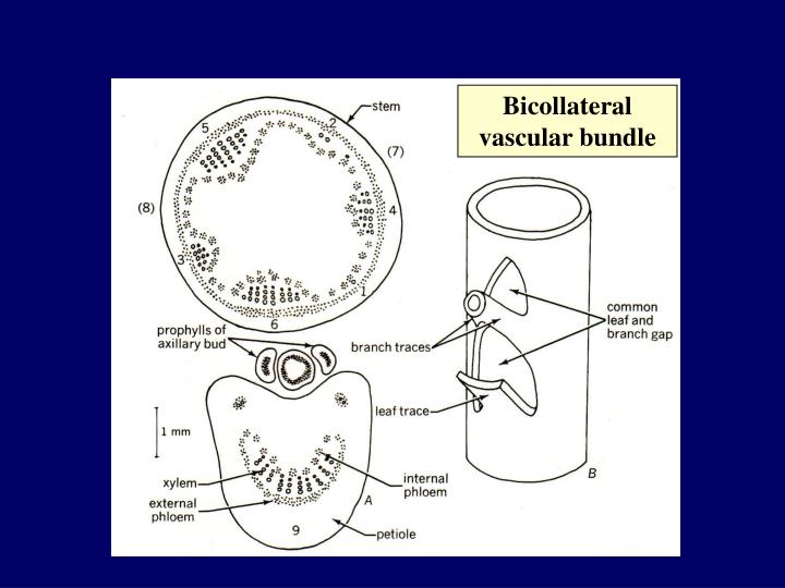 PPT - The ground meristem produces parenchyma cells of the PowerPoint ...