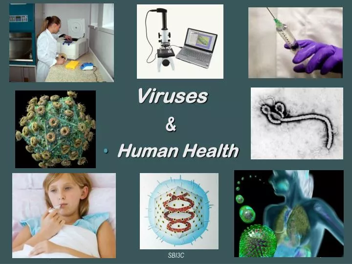 PPT - Viruses & Human Health ‏ PowerPoint Presentation, free download ...