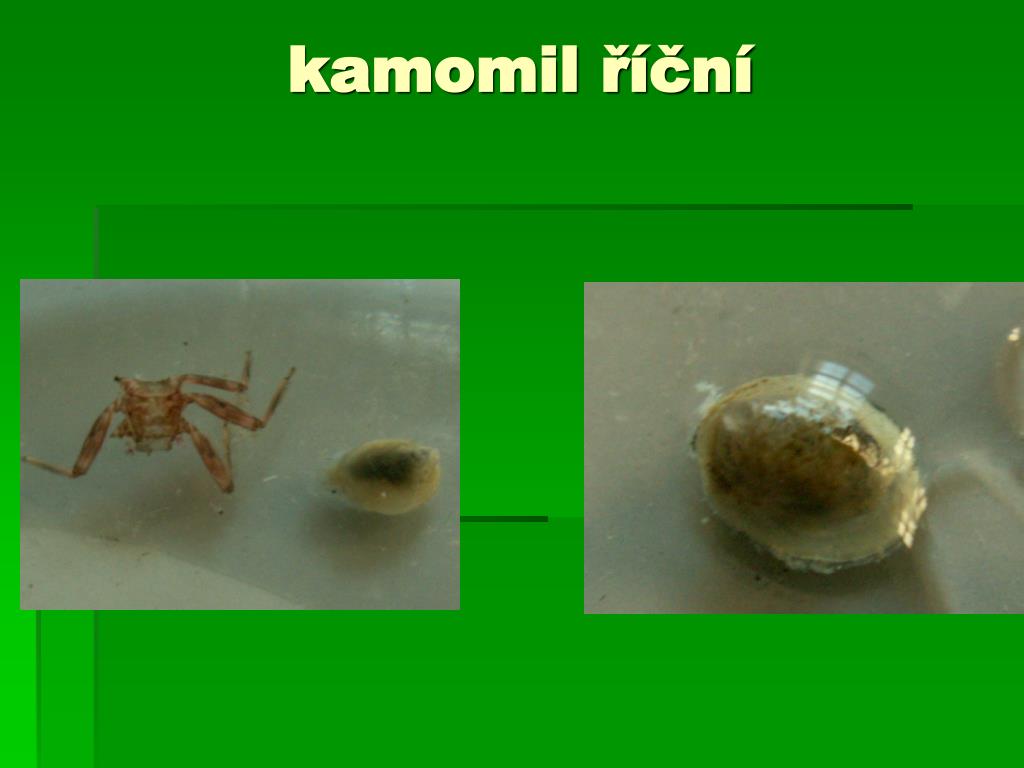 PPT - Hydrobiologie tekoucích vod PowerPoint Presentation, free ...