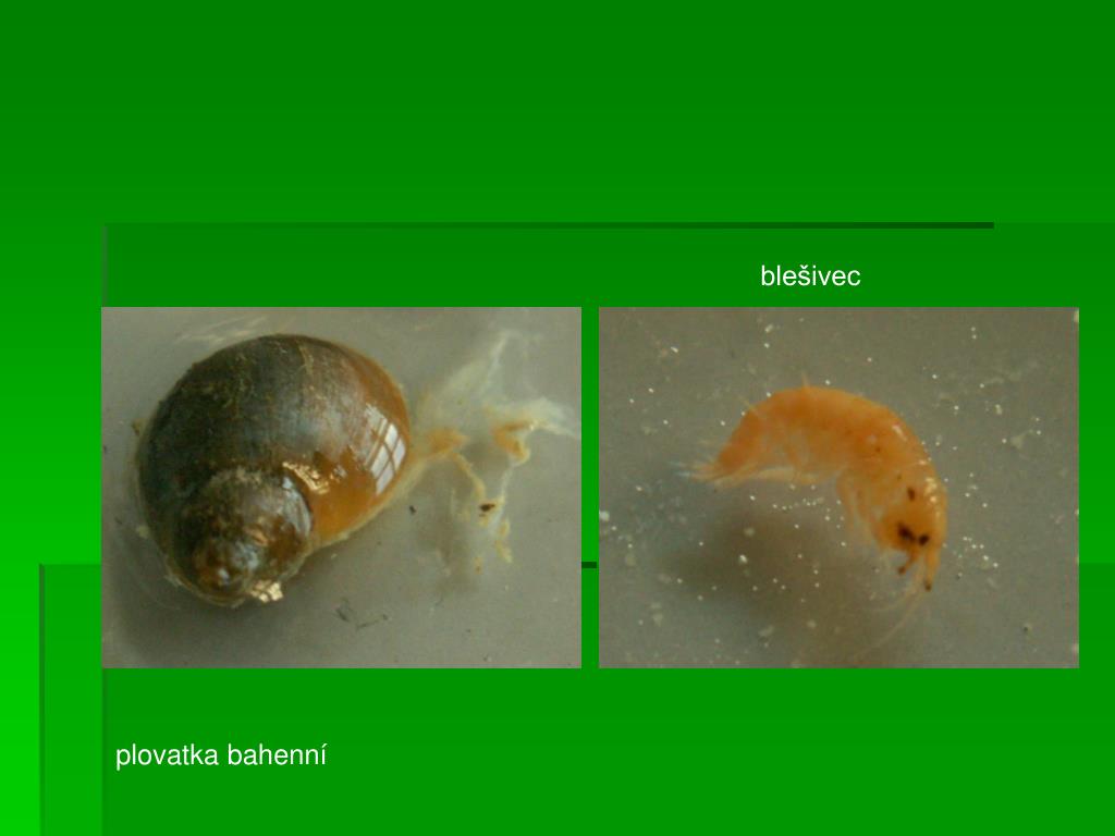 PPT - Hydrobiologie tekoucích vod PowerPoint Presentation, free ...