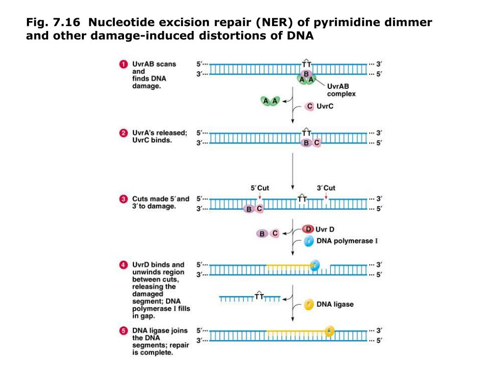 Ppt Chapter 7a Dna Mutation And Repair Mutation And Adaptation