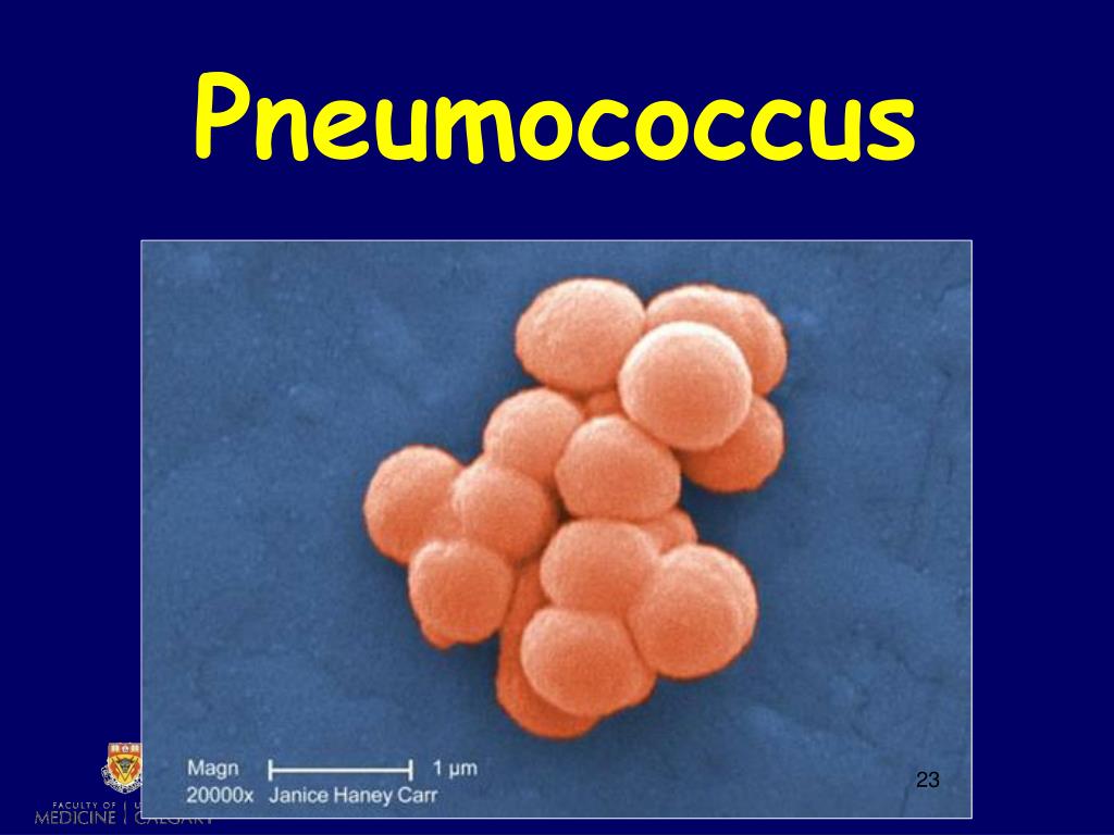 PPT - Vaccines are for adults too..and what’s new! PowerPoint ...