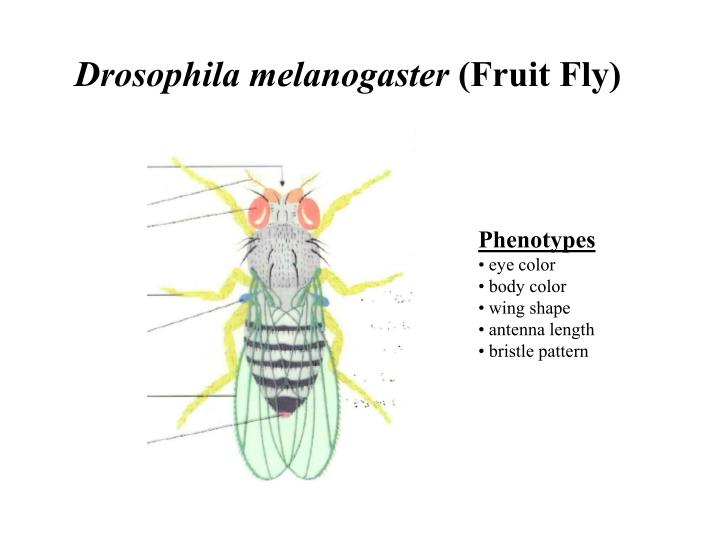 PPT - Genetic Map of Drosophila PowerPoint Presentation - ID:6362716